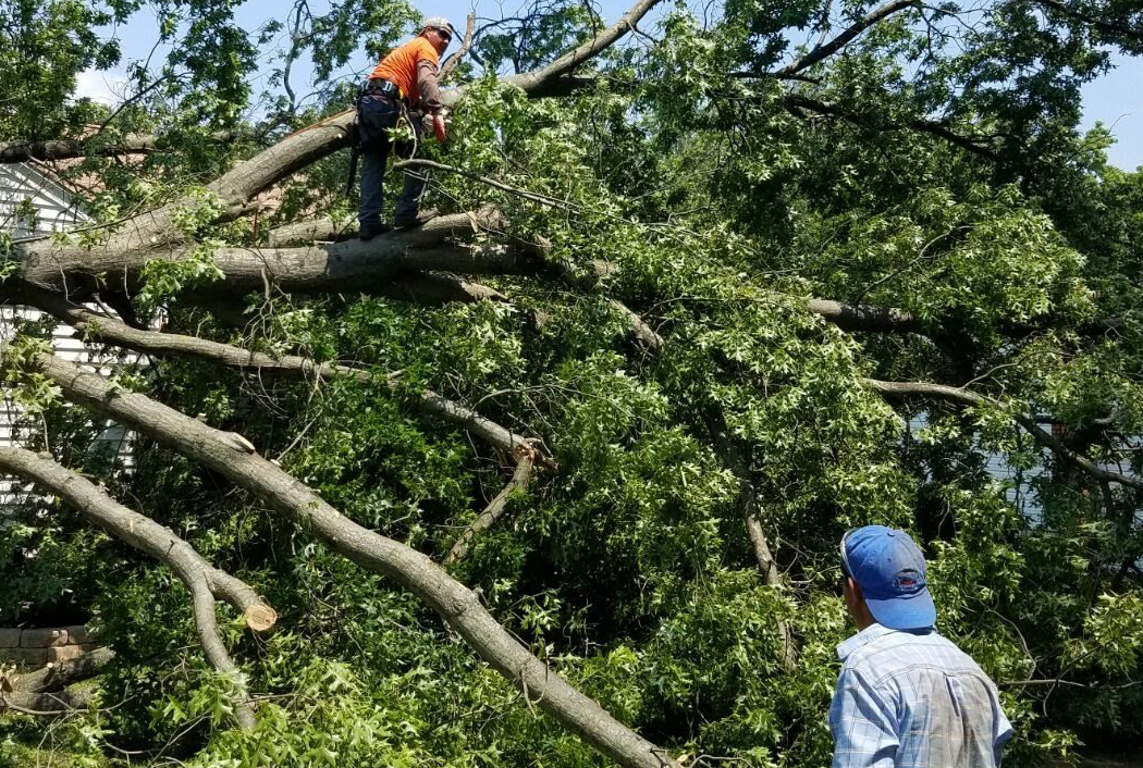 Tree Service Brandon | Tree Removal Brandon | Joe's Tree Service